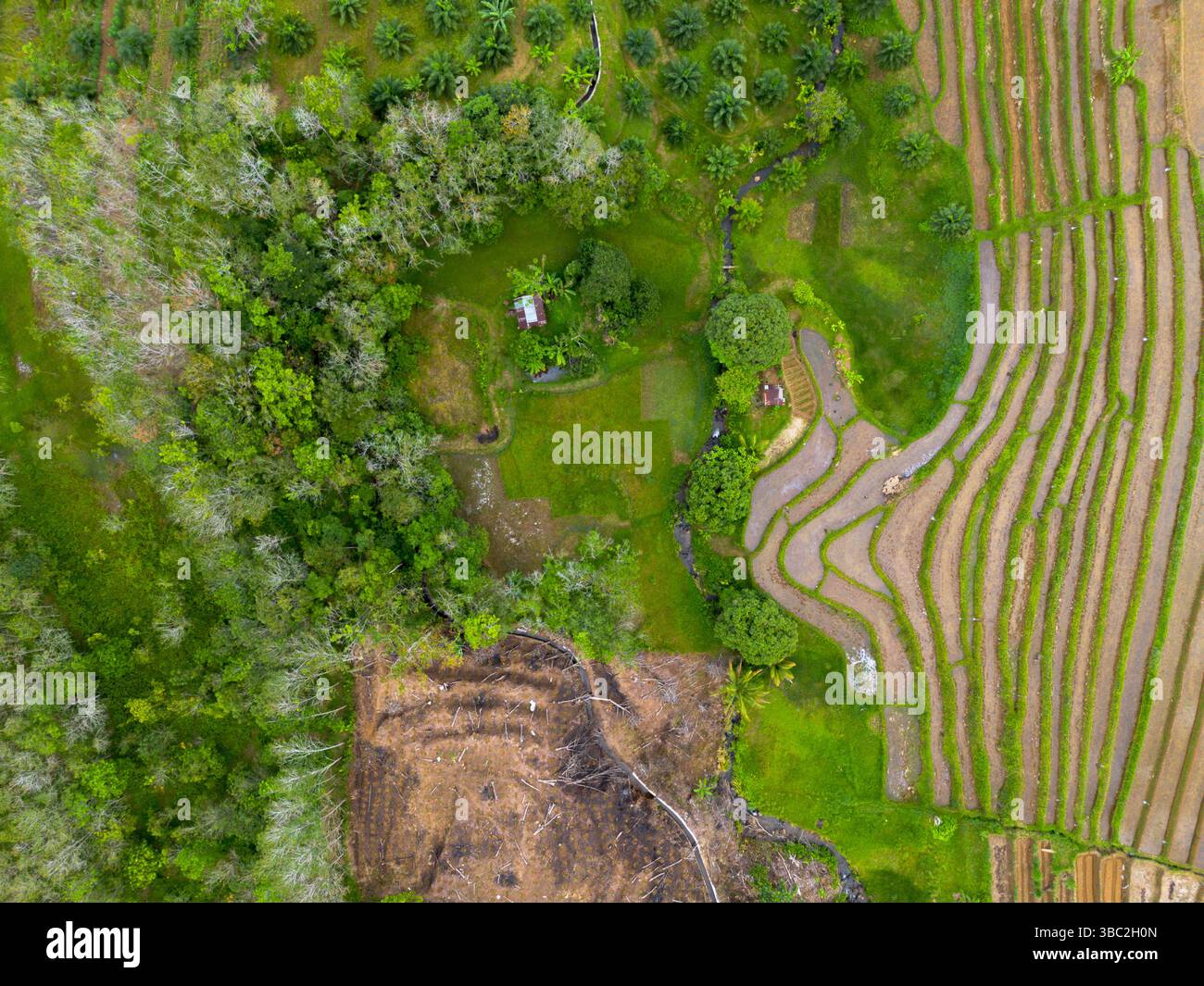 Aerial photo showing the contrast between natural green forest and ...