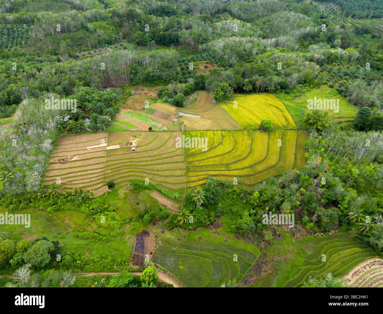 Aerial photo showing the contrast between natural green forest and ...