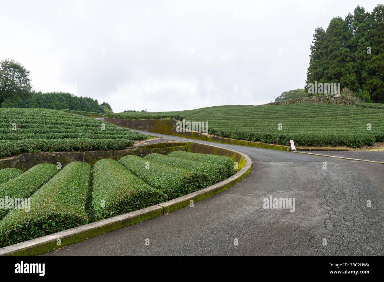 Tea plantations farm in Shizuoka Japan in a cloudy day Stock Photo - Alamy