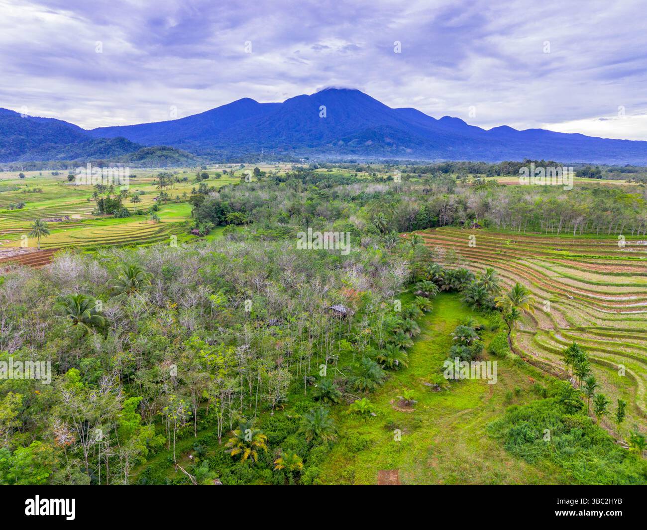 Aerial photo showing the contrast between natural green forest and ...