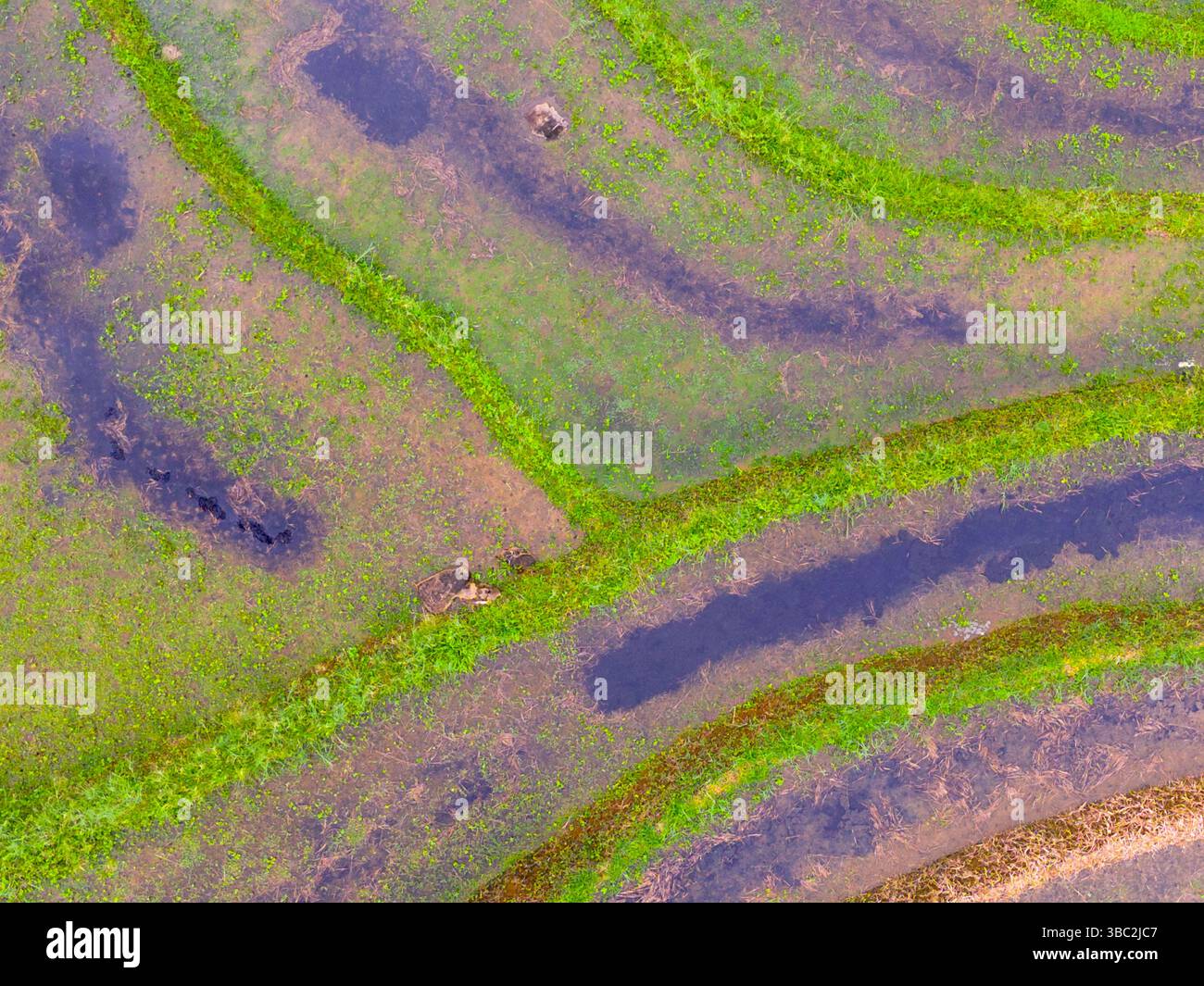Aerial photo showing the contrast between natural green forest and ...