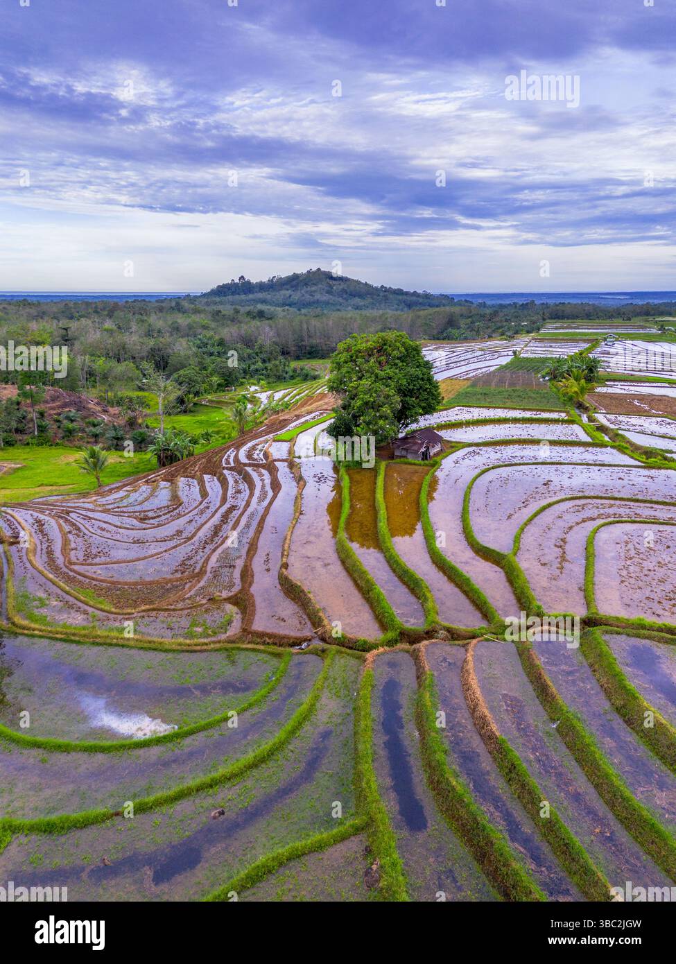 Aerial photo showing the contrast between natural green forest and ...