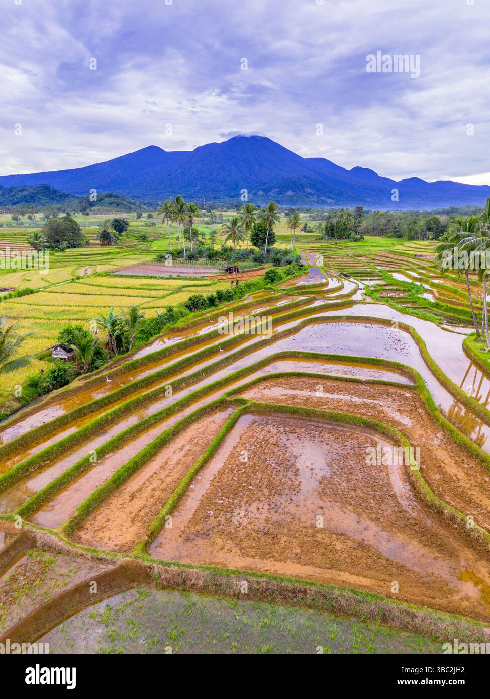 Aerial photo showing the contrast between natural green forest and ...
