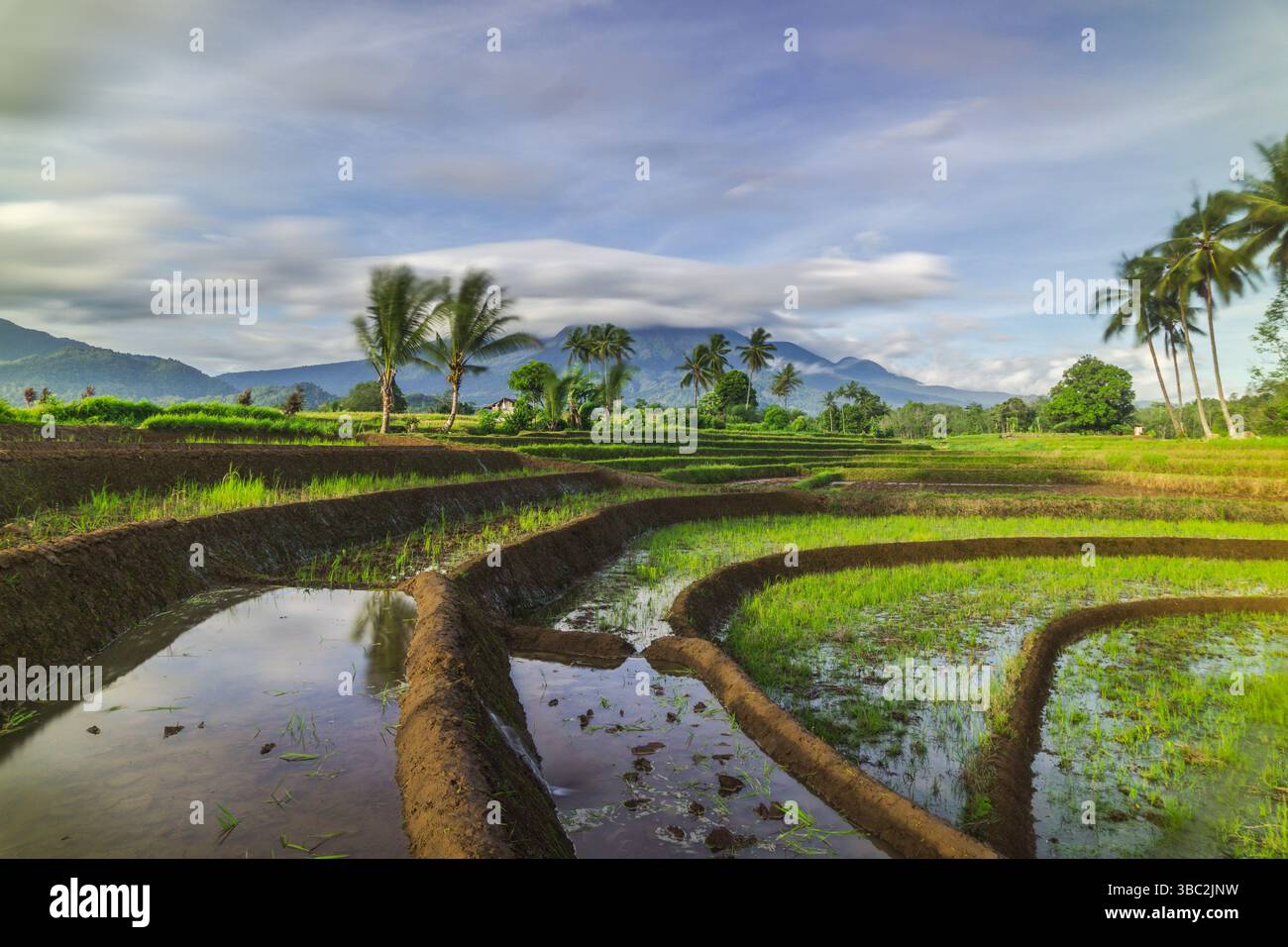 Aerial photo showing the contrast between natural green forest and ...