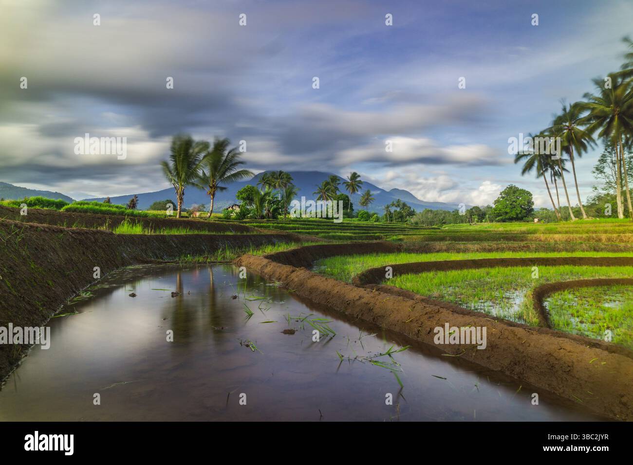 Aerial photo showing the contrast between natural green forest and ...
