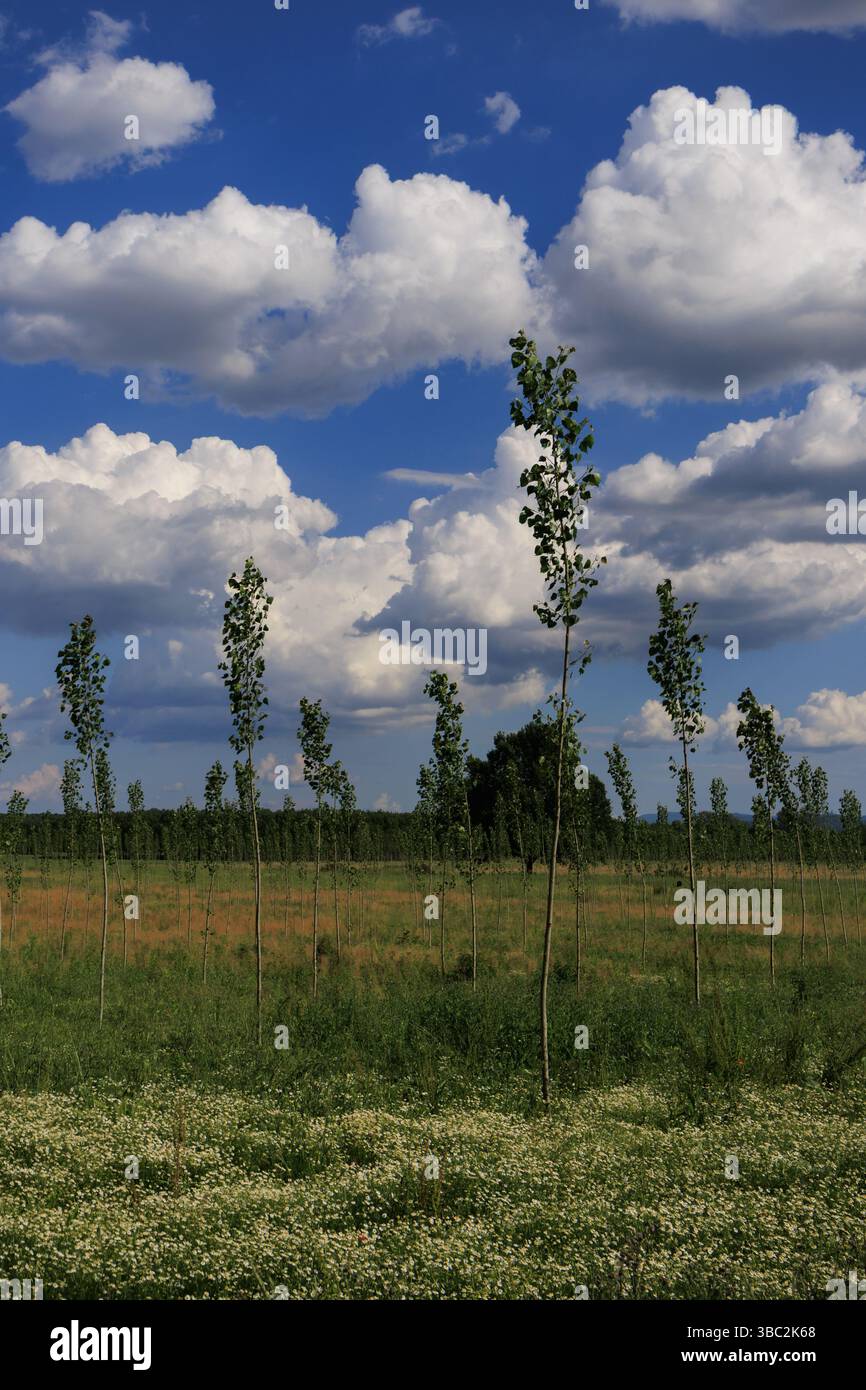 Po Valley landscape trees flowers sky horizon sun intense summer spring ...