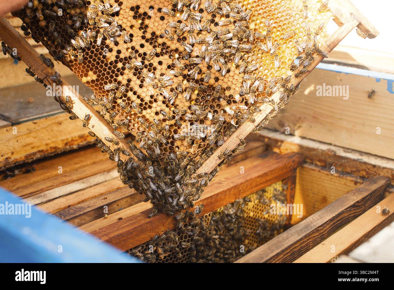 Beekeeper holding the honey comb with bees Stock Photo - Alamy