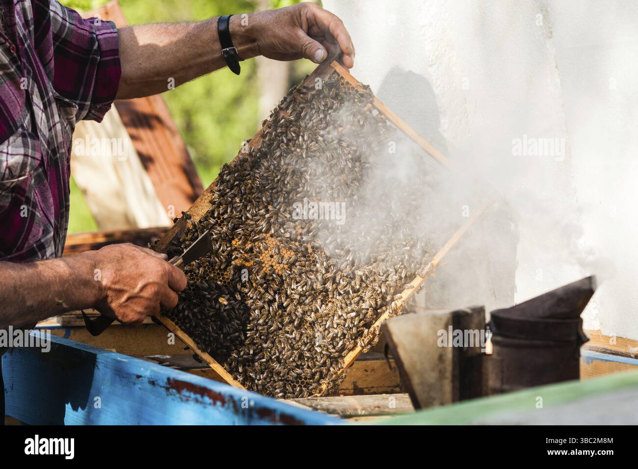 Beekeeper holding the honey comb with bees Stock Photo - Alamy