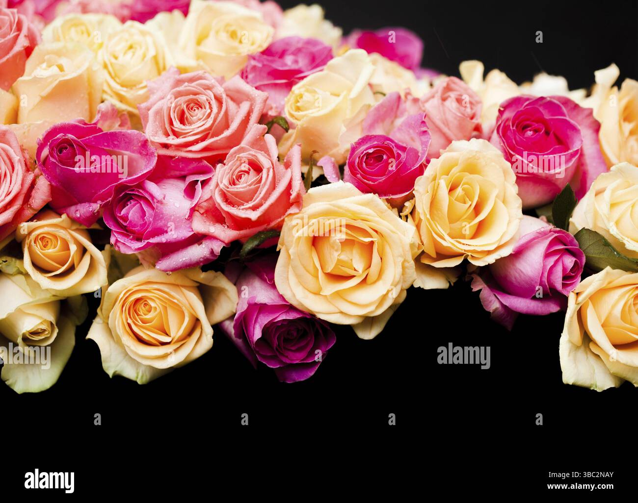 Luxury pink and beige roses border on the black background Stock Photo ...