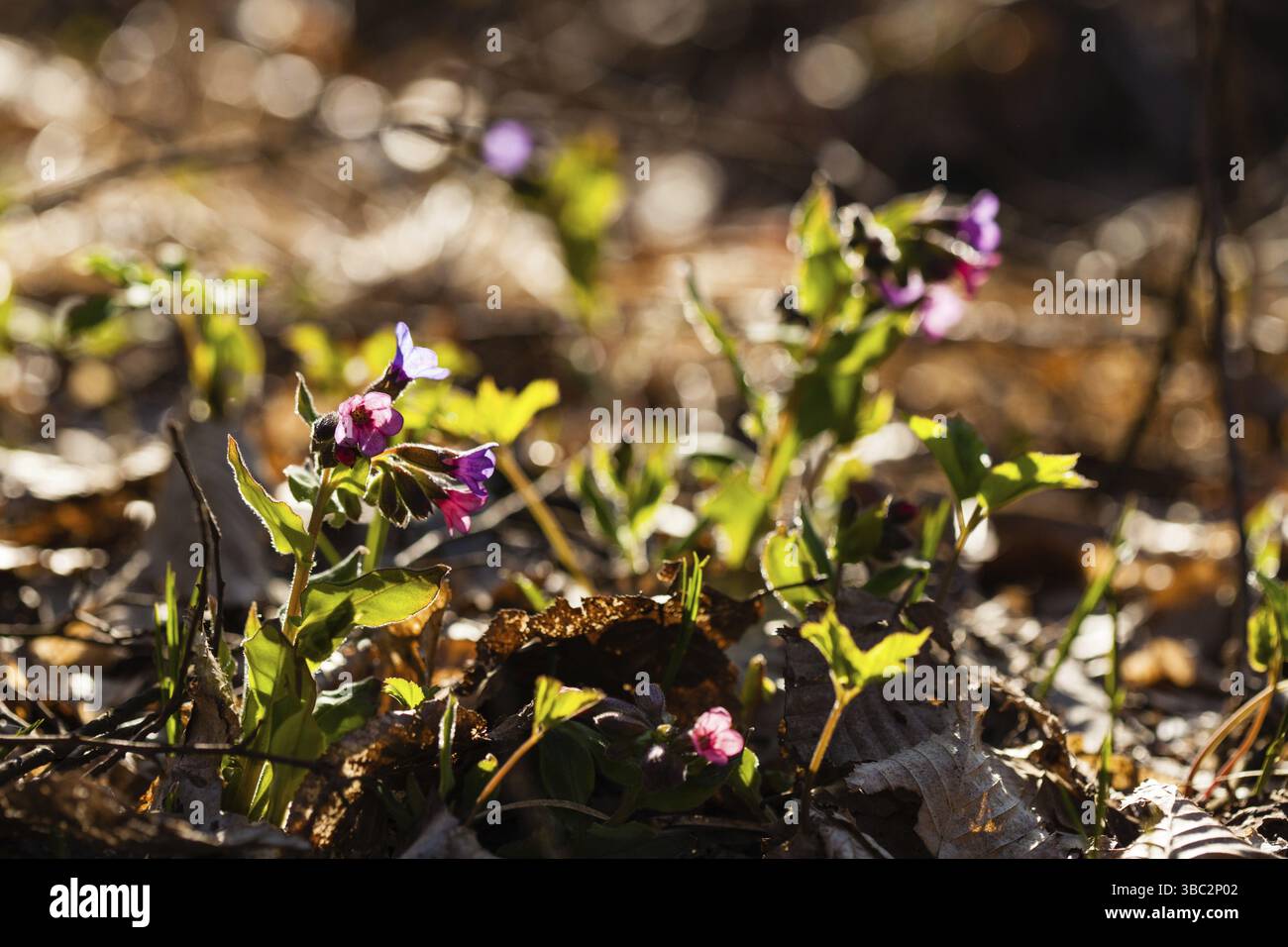 The evergreen perennial plant of the genus Pulmonaria - macro shot ...
