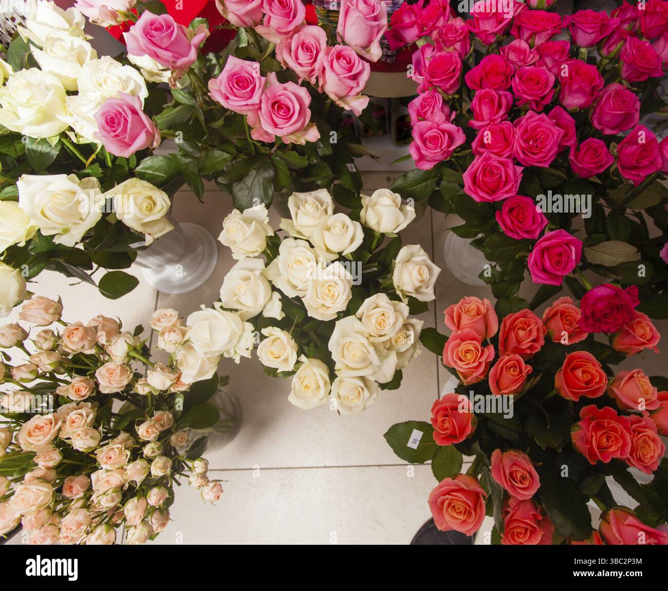 Diverse collection of roses hi-res stock photography and images - Alamy