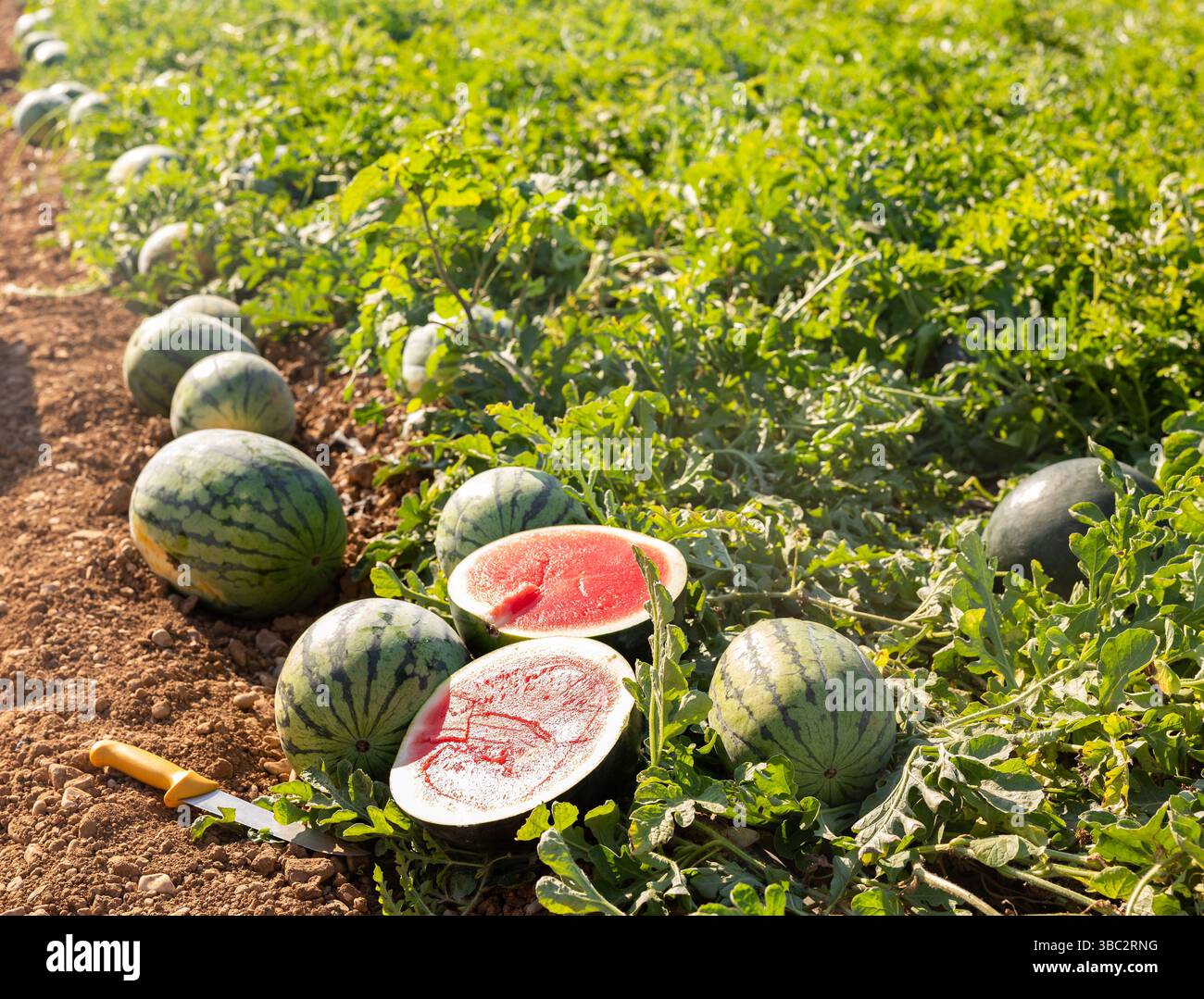 Freshly picked seedless watermelons on farm field Stock Photo - Alamy