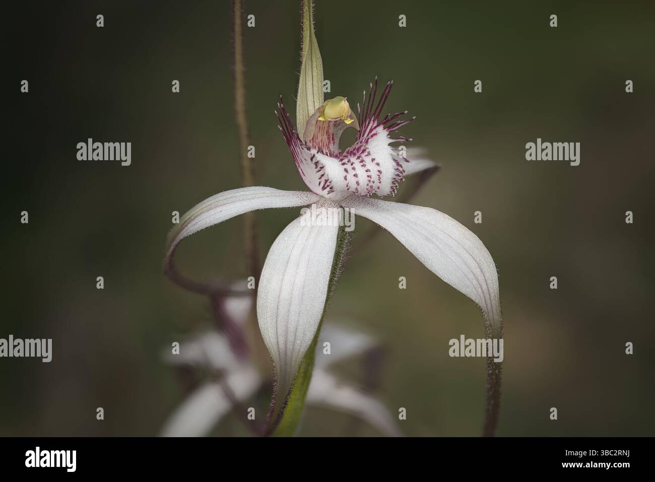 Caladenia longicauda subsp calcigena hi-res stock photography and ...