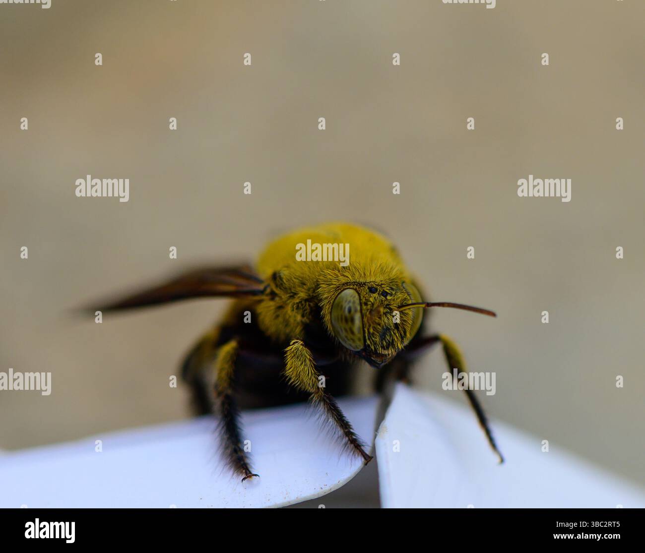 Macro view of carpenter bee feeding on flower in Cyprus Stock Photo - Alamy