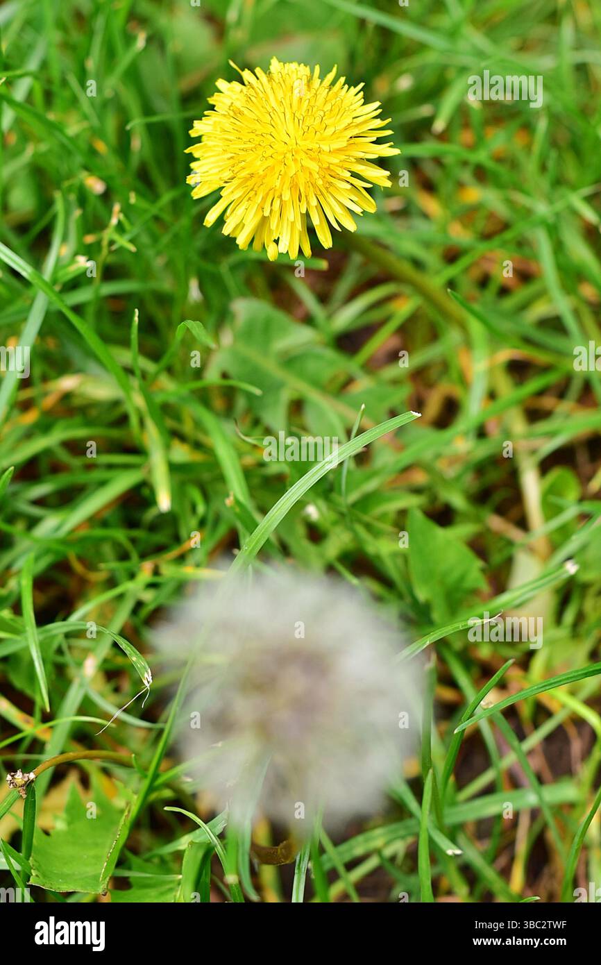 Dandelions life cycle hi-res stock photography and images - Alamy