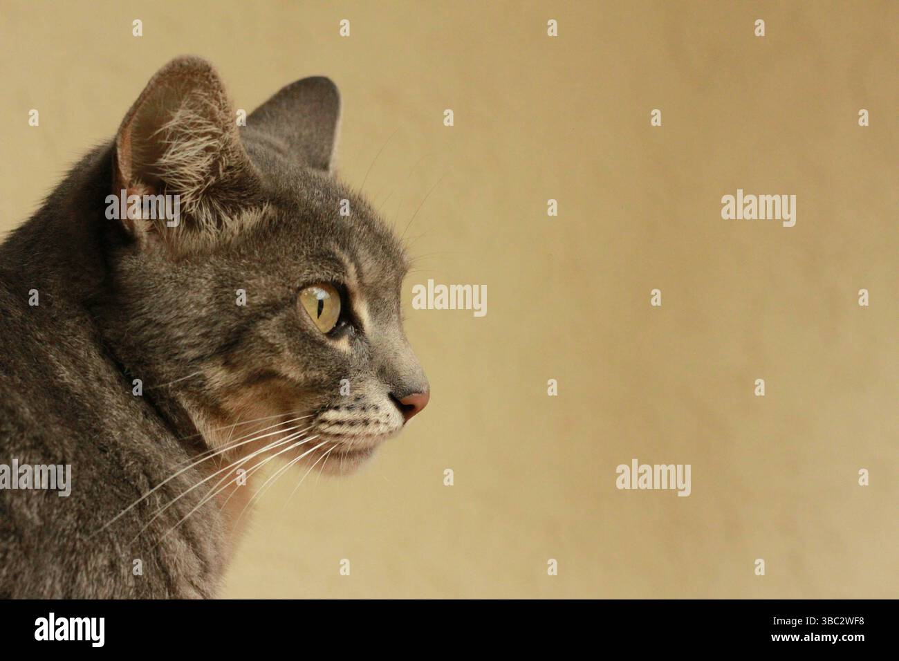 Contemplative grey cat in profile with a beige Stock Photo - Alamy