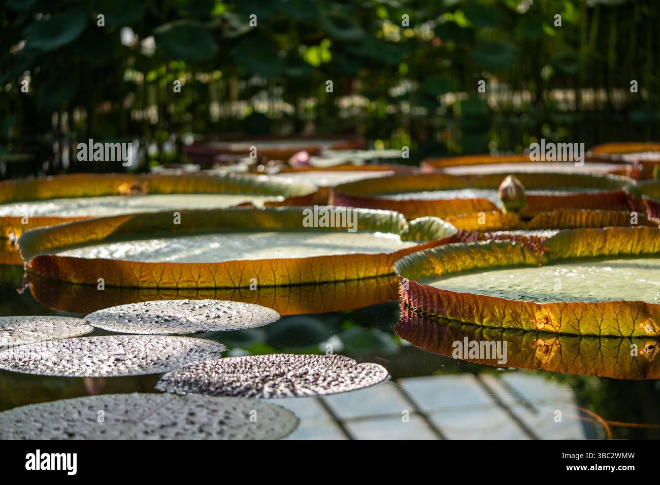 Pond in glasshouse with giant Victoria Amazonica and aquatic plants ...