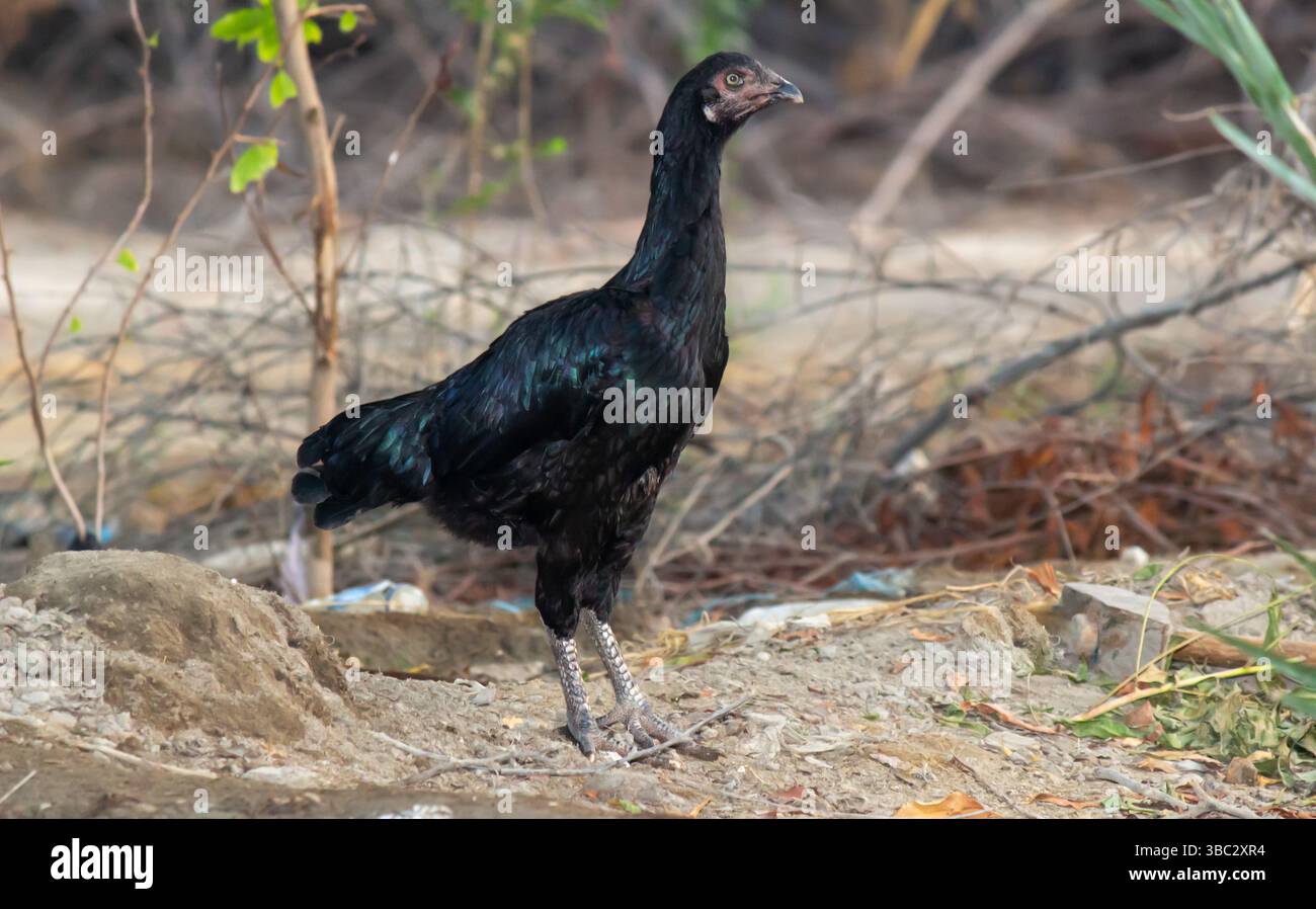 Grounded hen hi-res stock photography and images - Alamy
