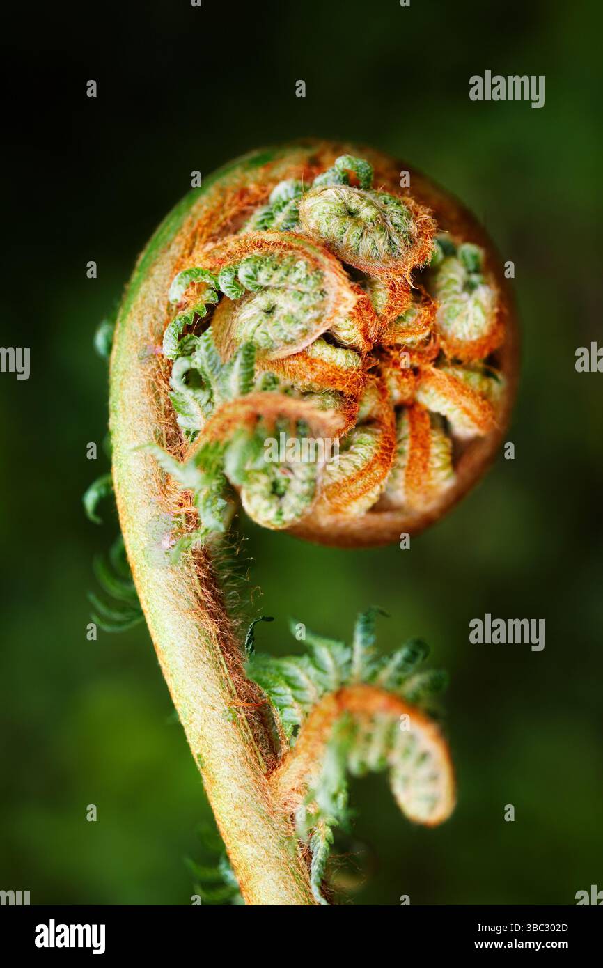 Unravelling fern frond closeup, one of New Zealand symbols Stock Photo ...