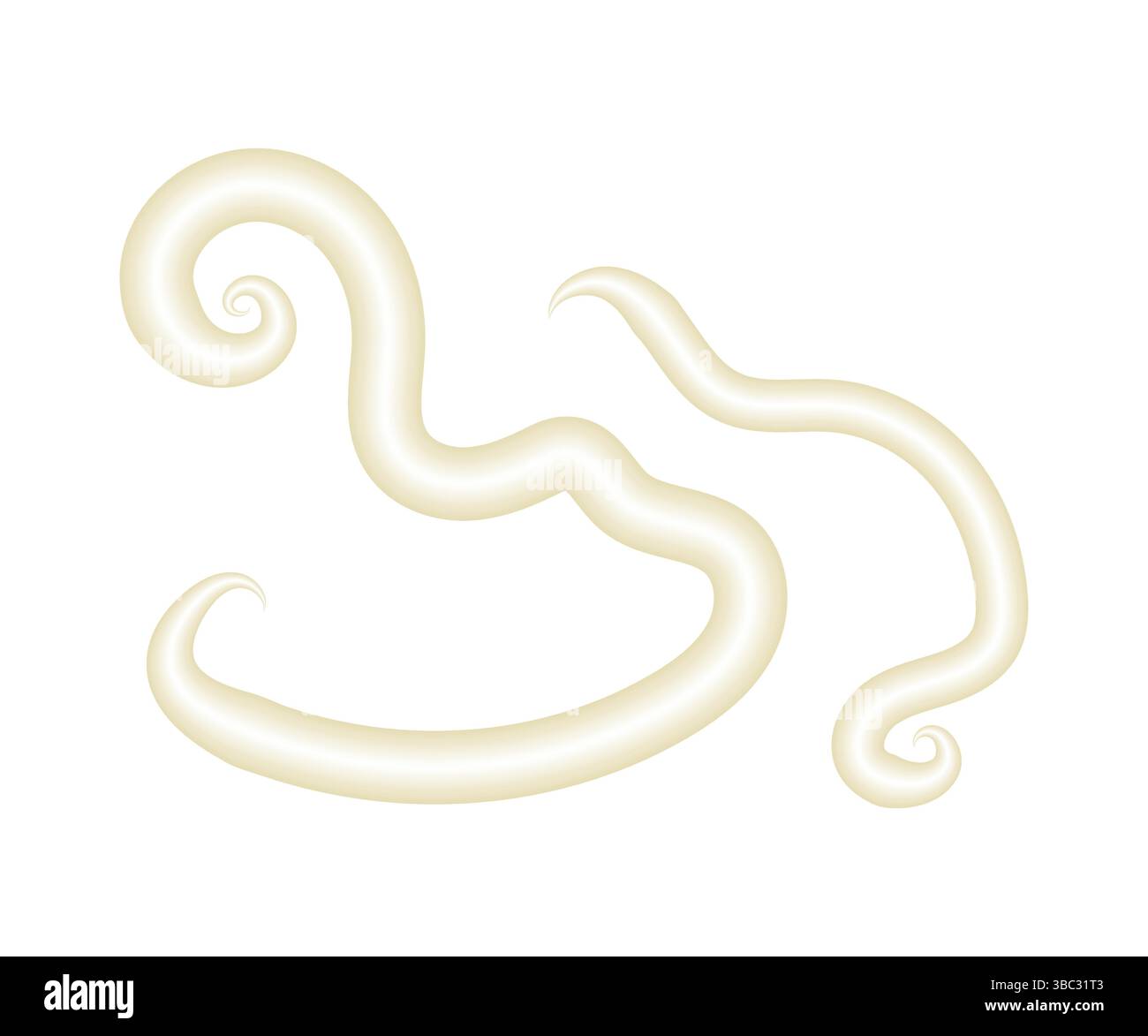Ascaris lumbricoides human roundworm hi-res stock photography and ...