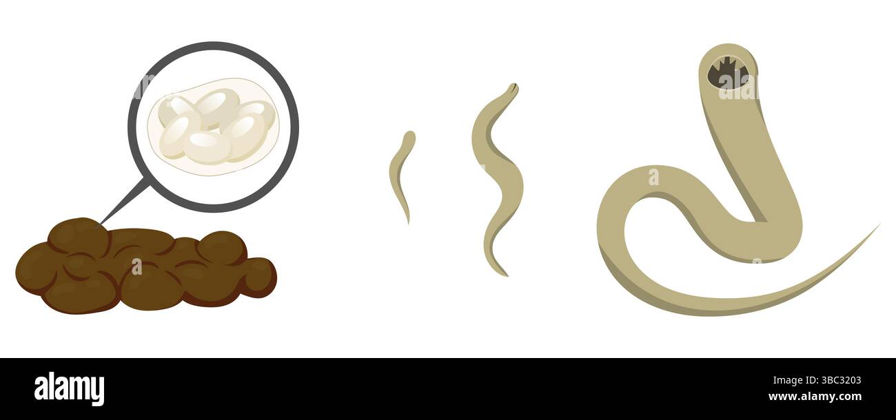 Hookworm eggs in feces and develop into larvae, mature into adult worms ...
