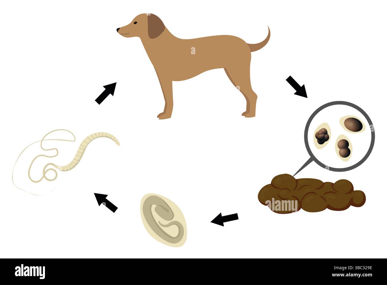 Infographic scheme representing the lifecycle of the whipworm trichuris ...