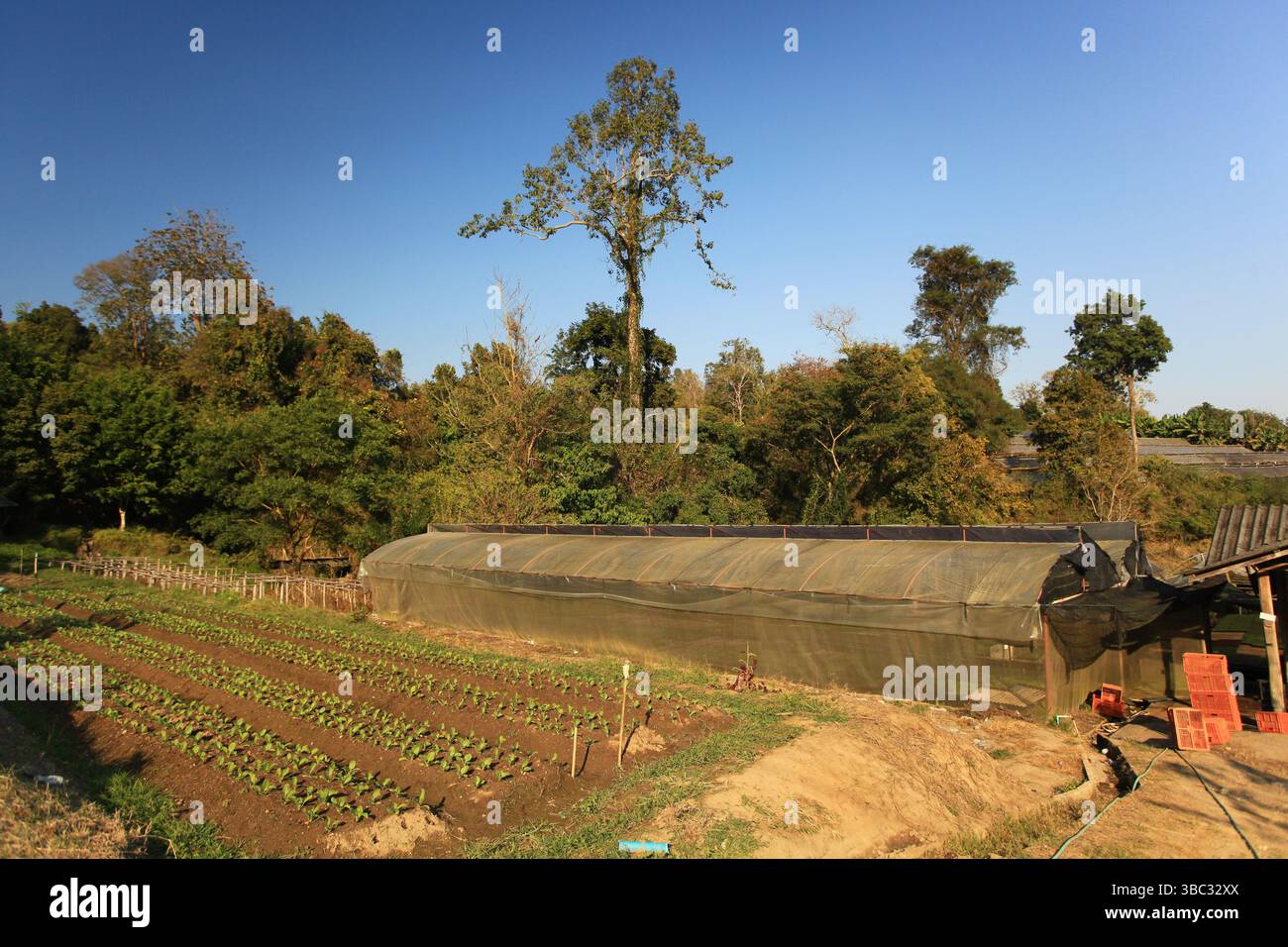 Vegetable planting plots at the Royal Project Mae Sapok, Chiang Mai ...