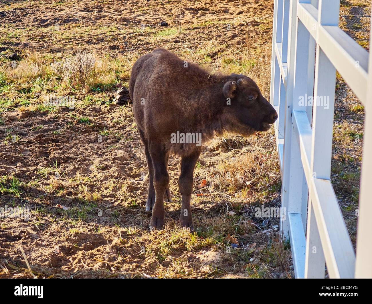 European bison sanctuary hi-res stock photography and images - Alamy