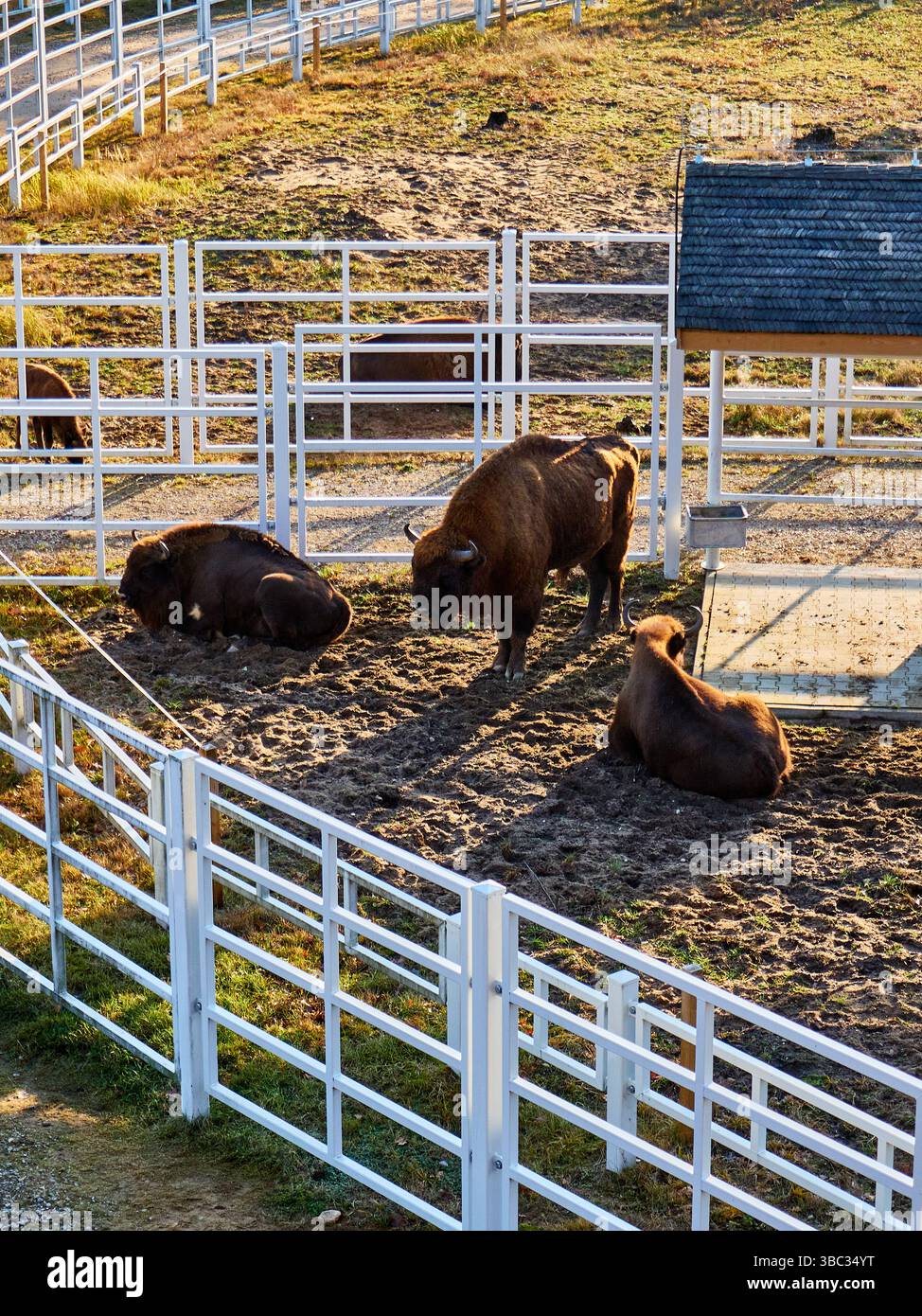 European Bison (Wisent) in Enclosure Stock Photo - Alamy