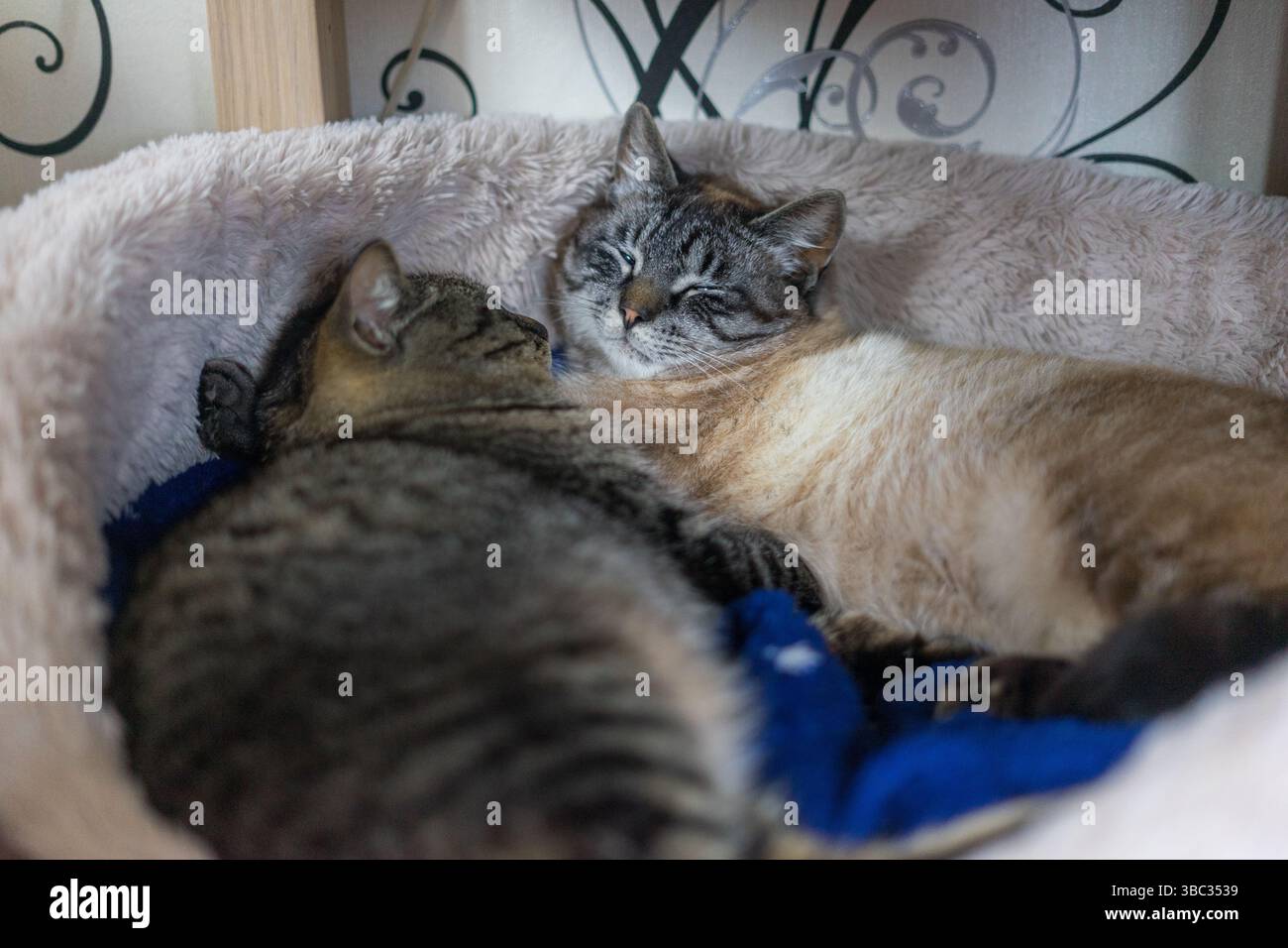 Fluffy cat sleeping peacefully on hi-res stock photography and images ...