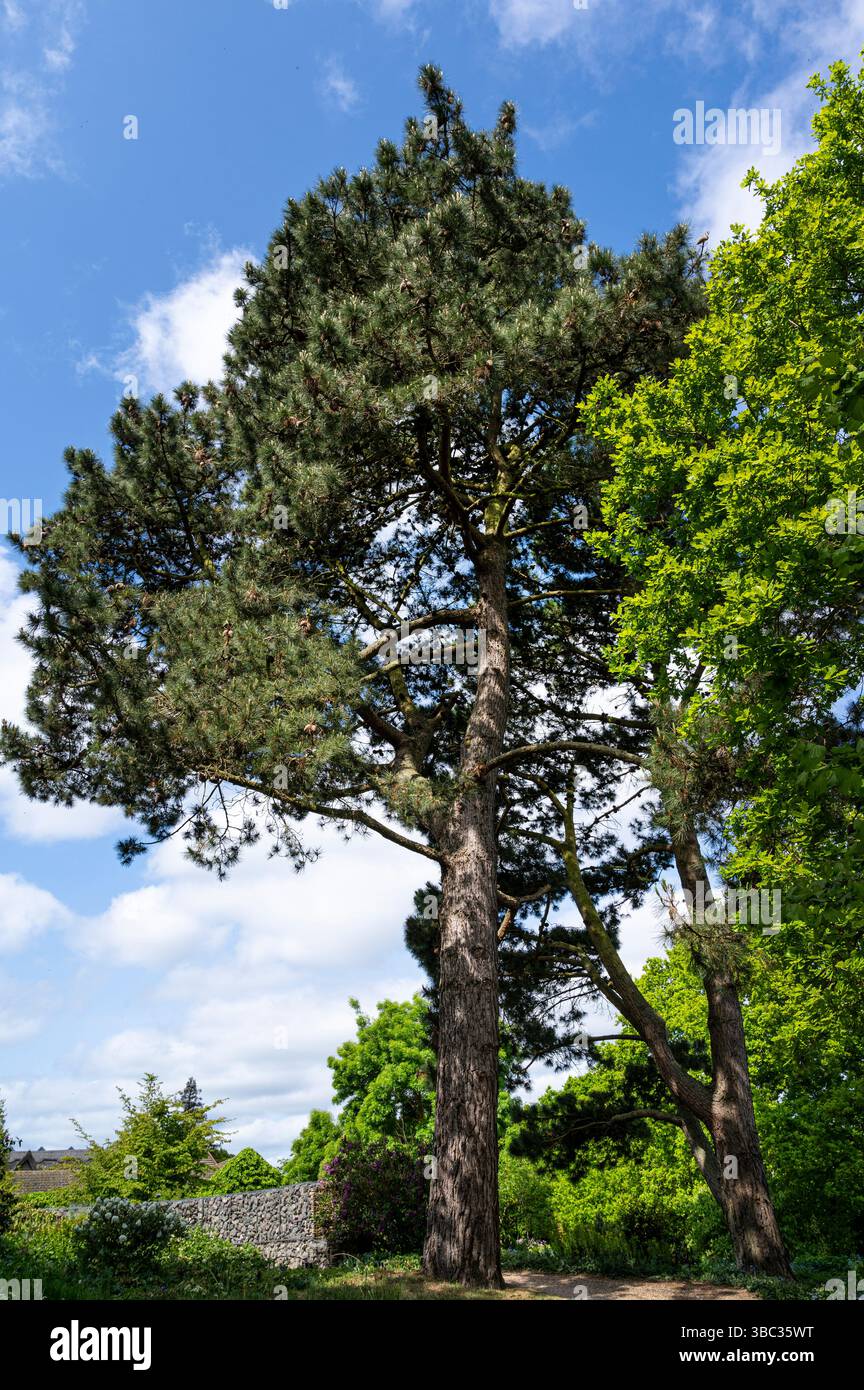 Conifer radiata hi-res stock photography and images - Alamy