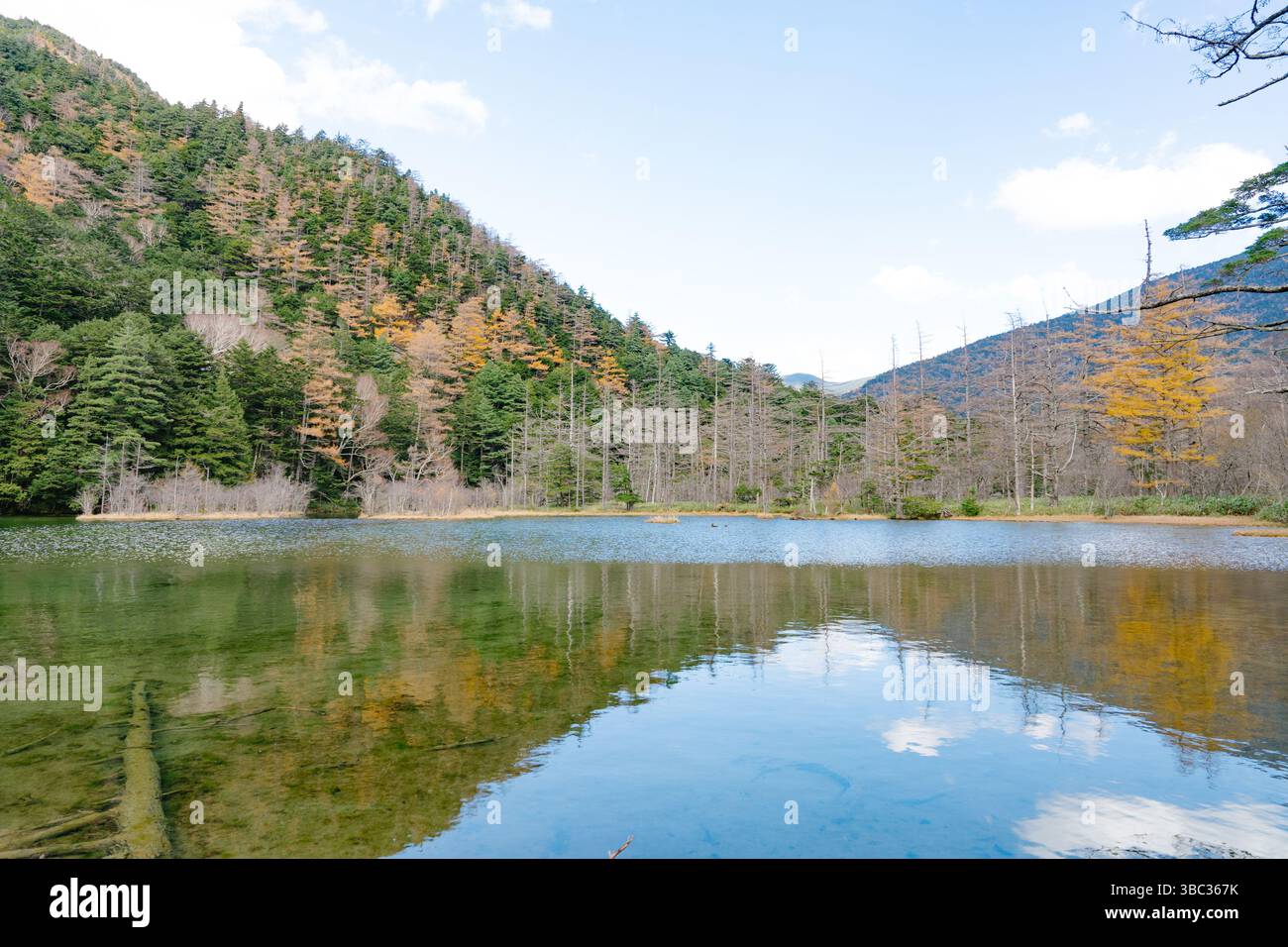 Natural green leaves tree forest with reflection on Myojin pond at ...