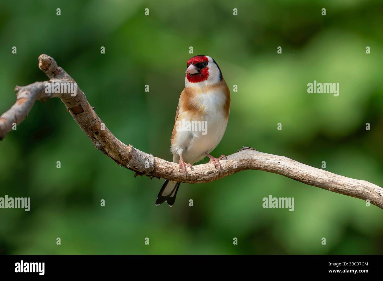 European goldfinch, Carduelis carduelis Stock Photo - Alamy