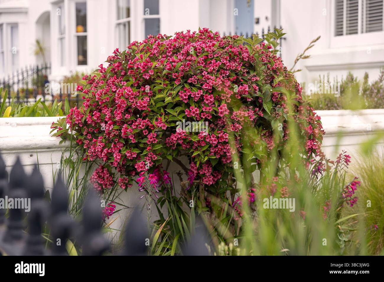 A vibrant Weigela shrub bursts with deep pink trumpet-shaped flowers ...