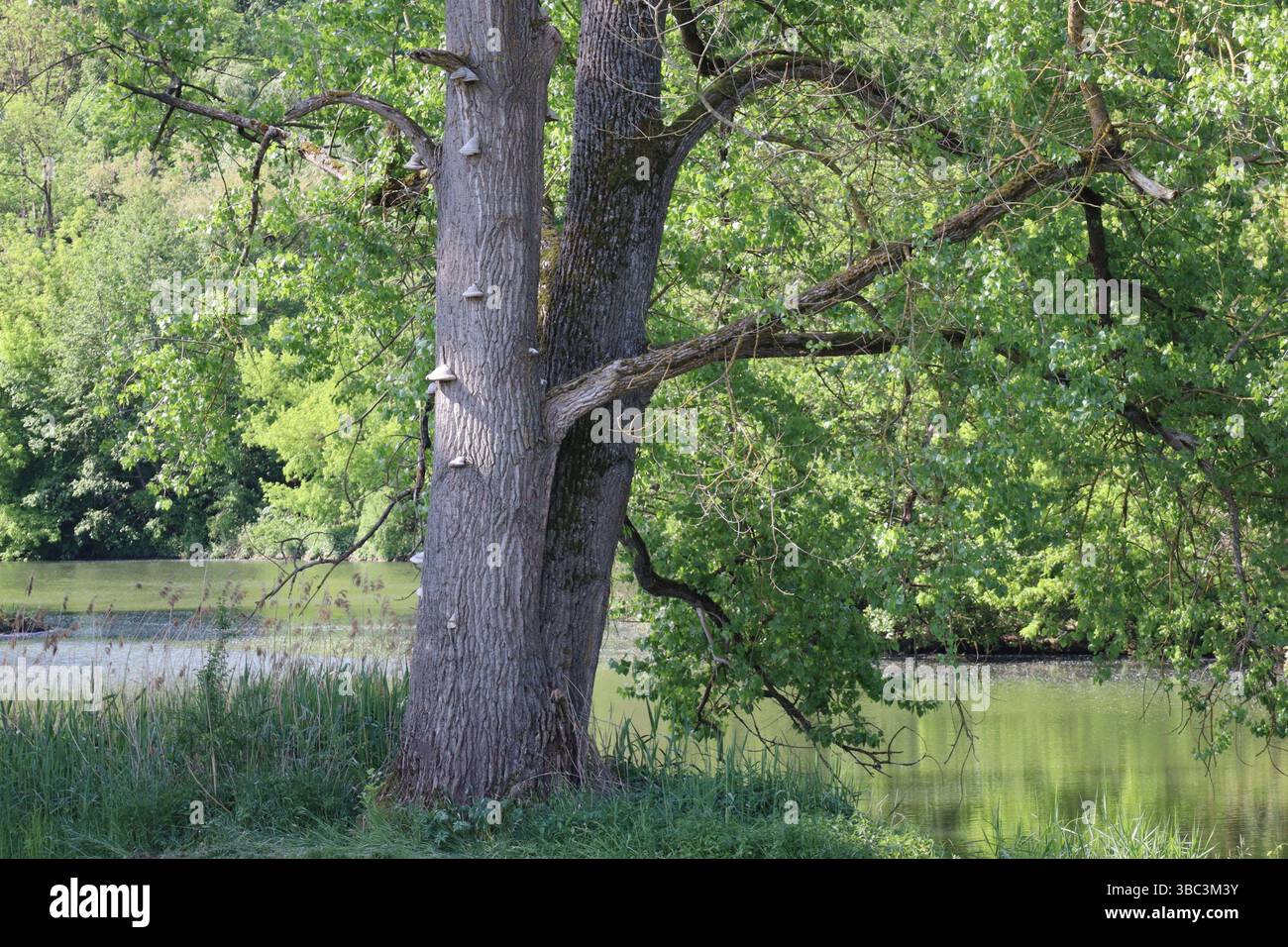 heavily infested Tree by the River Stock Photo - Alamy
