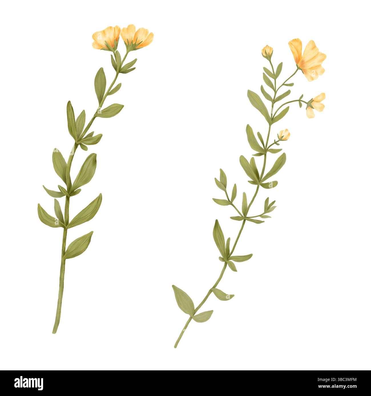 Template wedding theme Cut Out Stock Images & Pictures - Alamy