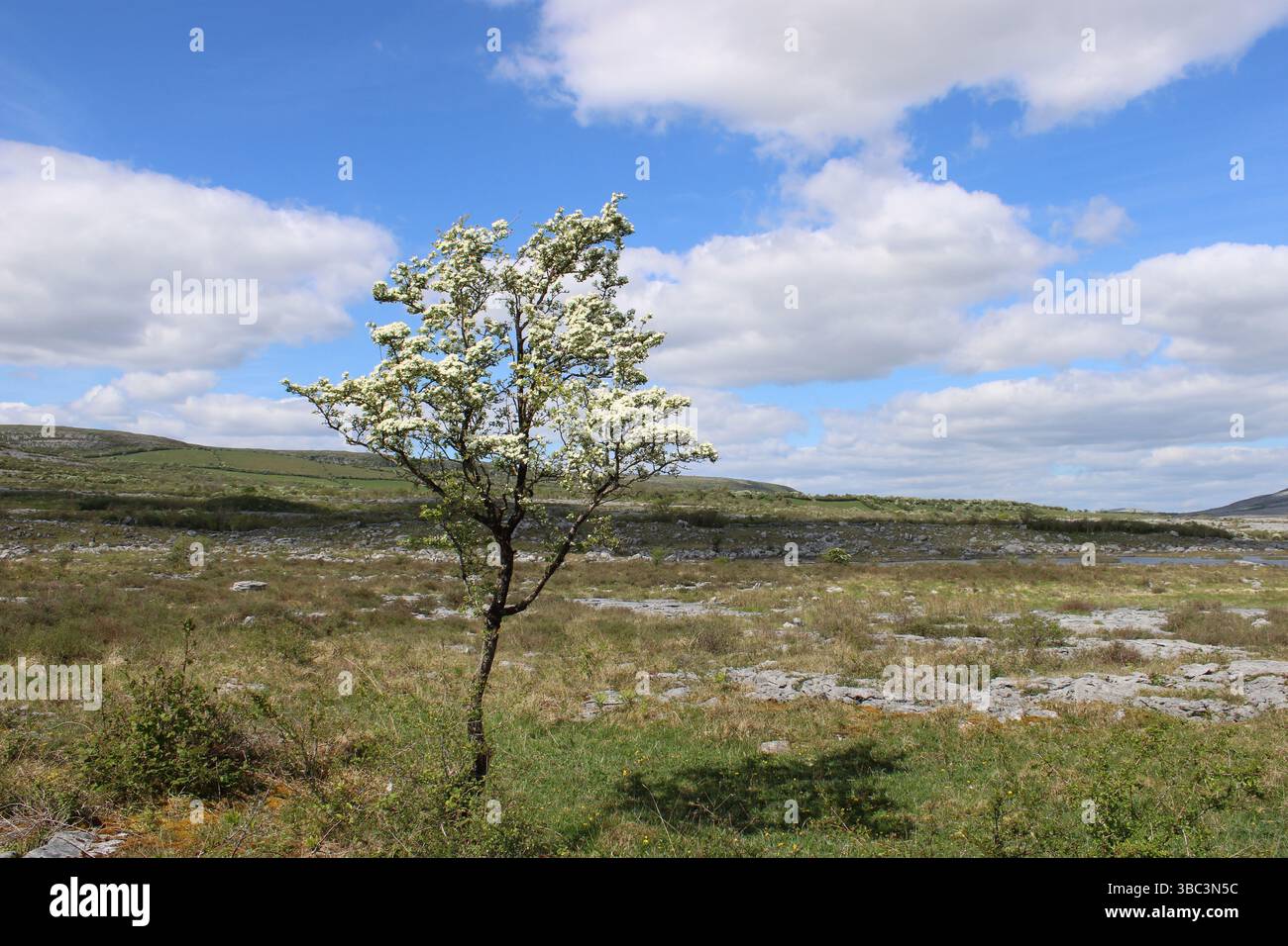 Single blossoming hawthorn tree at the Burren National Park in County ...