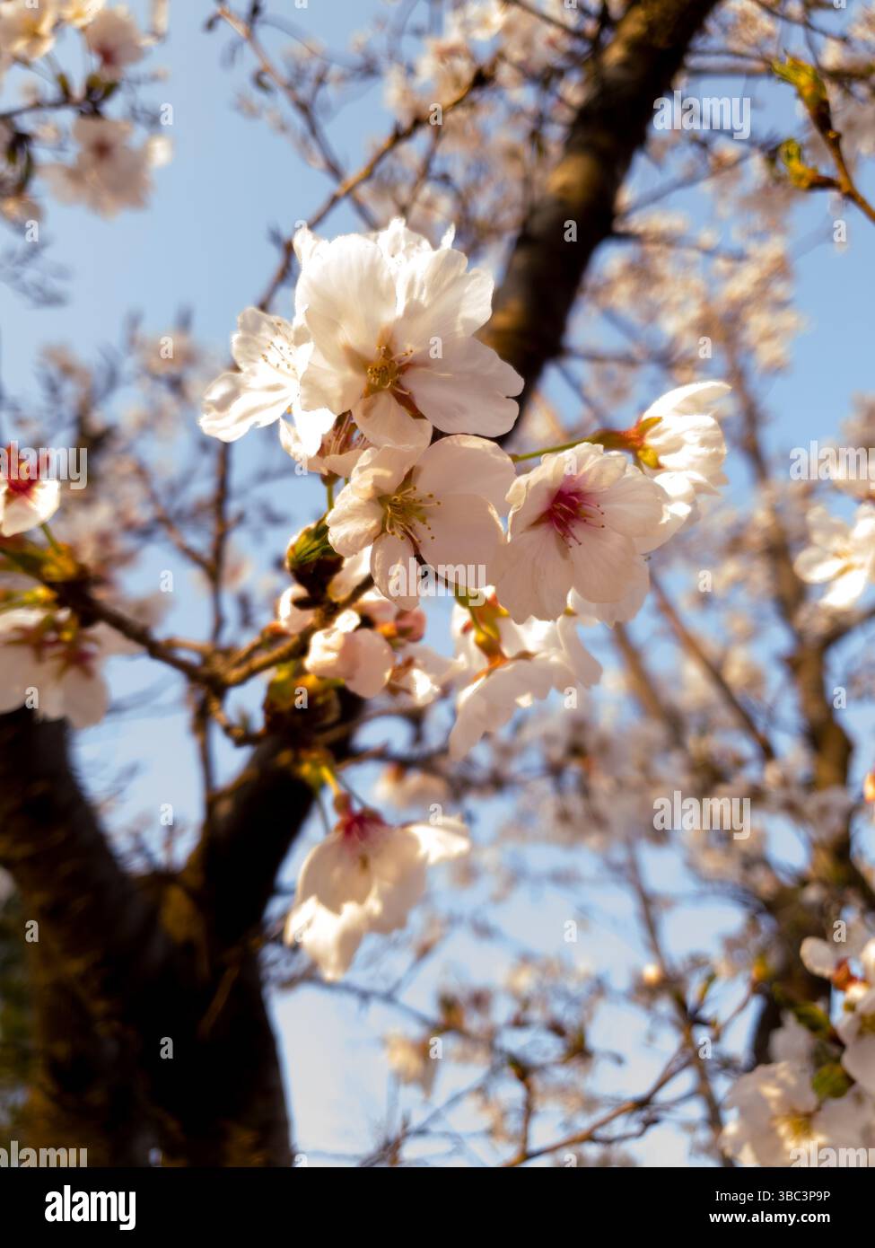 Cherry blossoms hang down the colors of the tree Stock Photo - Alamy