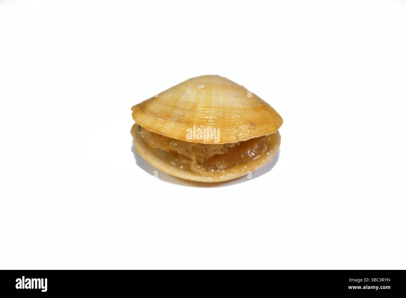 Fresh raw clam, clams are bivalve mollusc, Clams have two shells of ...