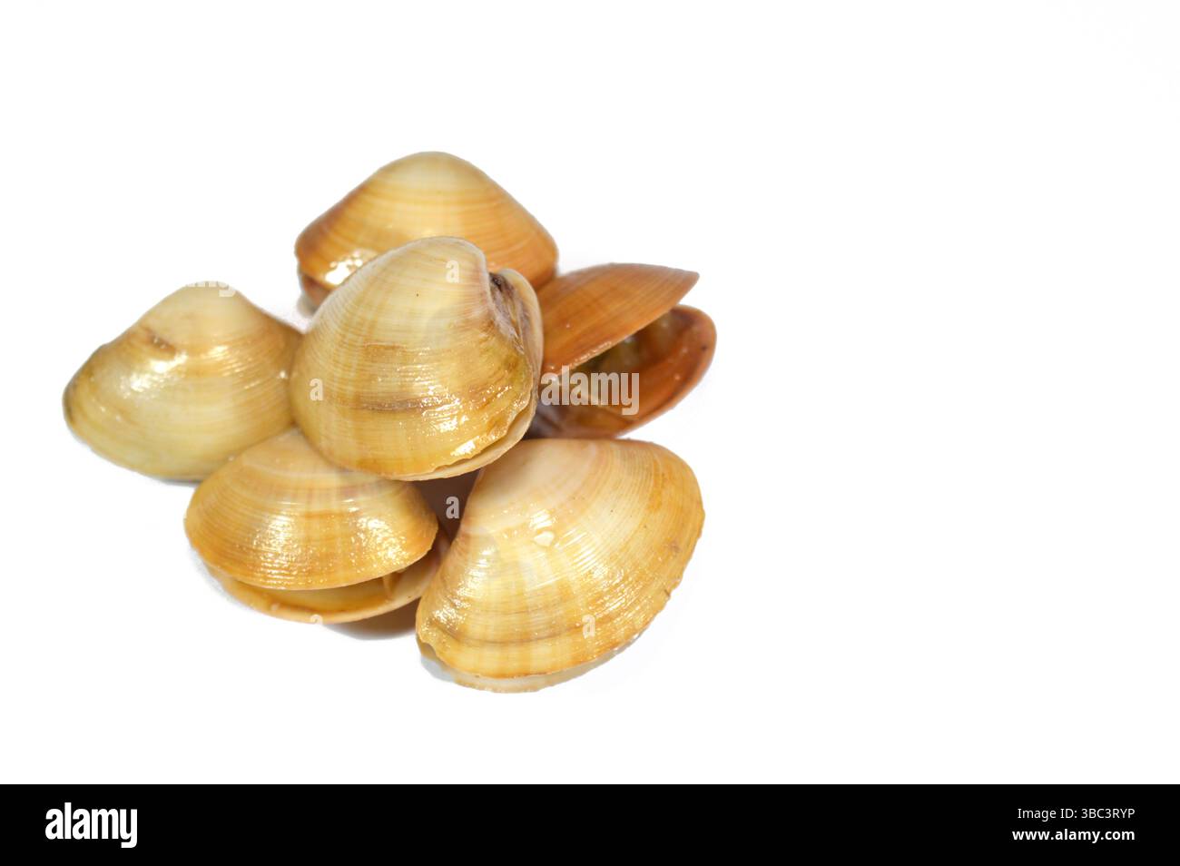 Fresh raw clam, clams are bivalve mollusc, Clams have two shells of ...