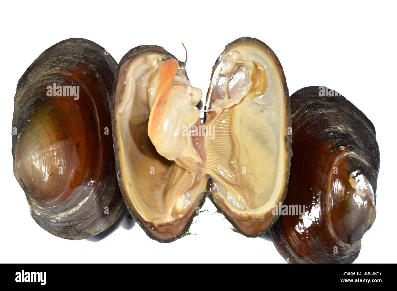 Raw Mussel, bivalve molluscs, from saltwater and freshwater habitats ...