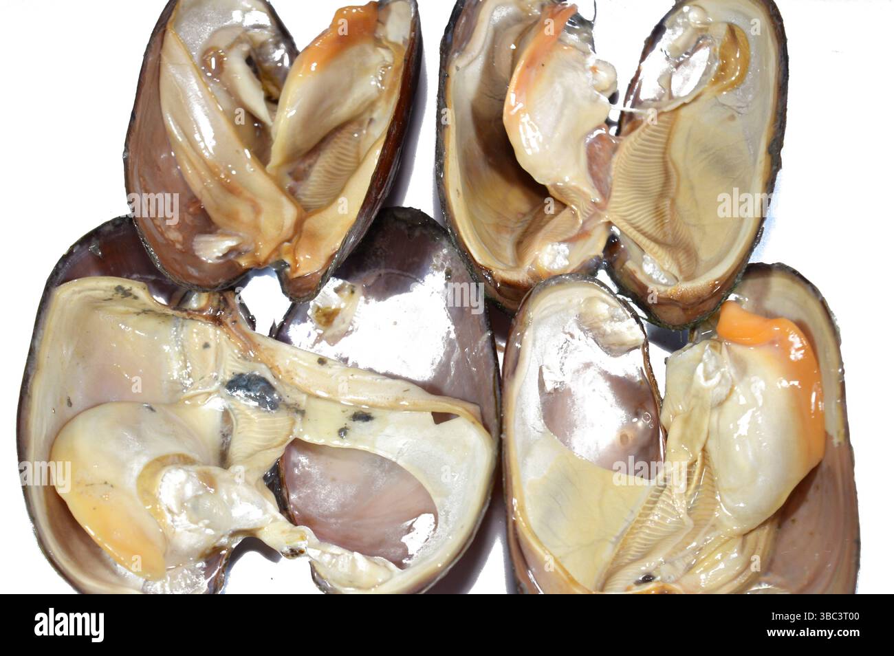 Raw Mussel, bivalve molluscs, from saltwater and freshwater habitats ...