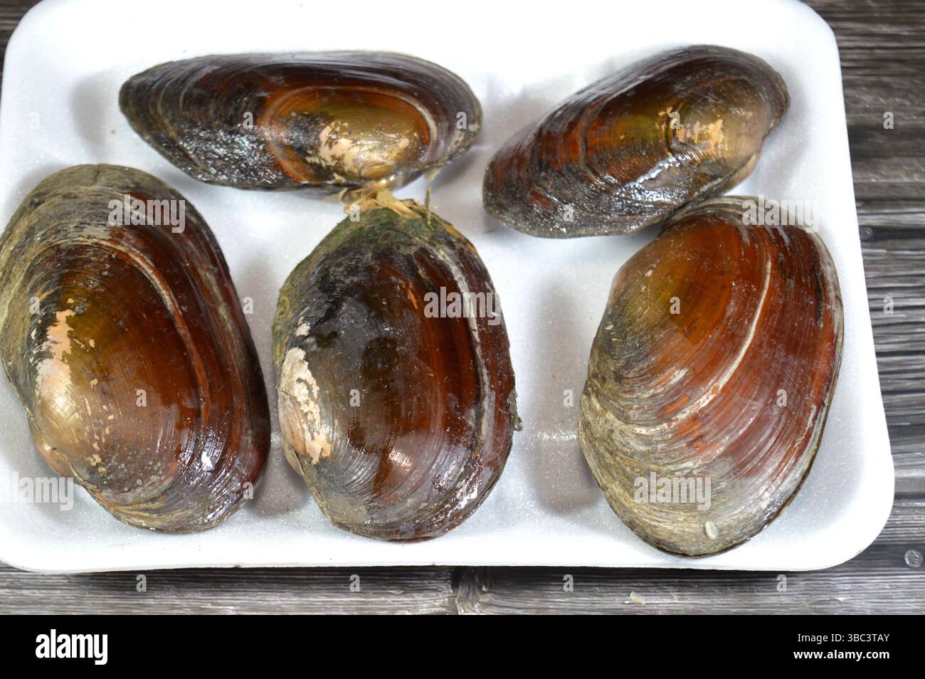 Raw Mussel, bivalve molluscs, from saltwater and freshwater habitats ...
