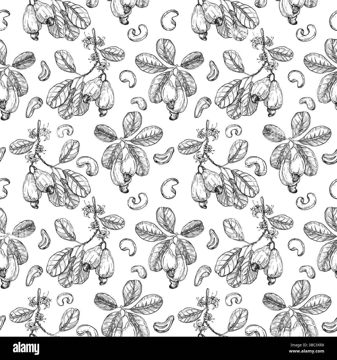 Cashew nut tree flowers Stock Vector Images - Alamy