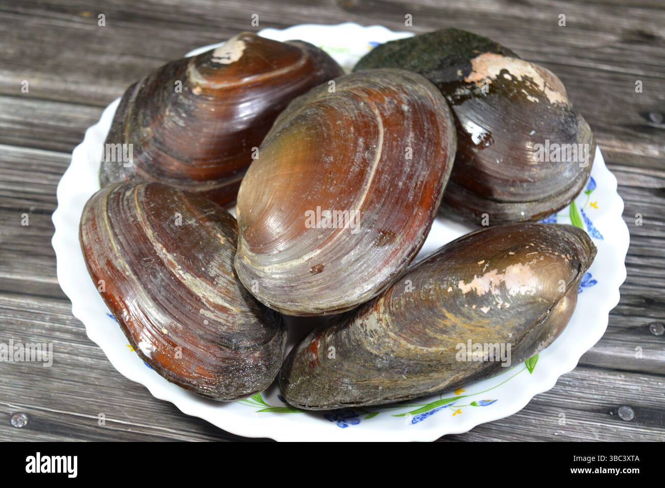 Raw Mussel, bivalve molluscs, from saltwater and freshwater habitats ...