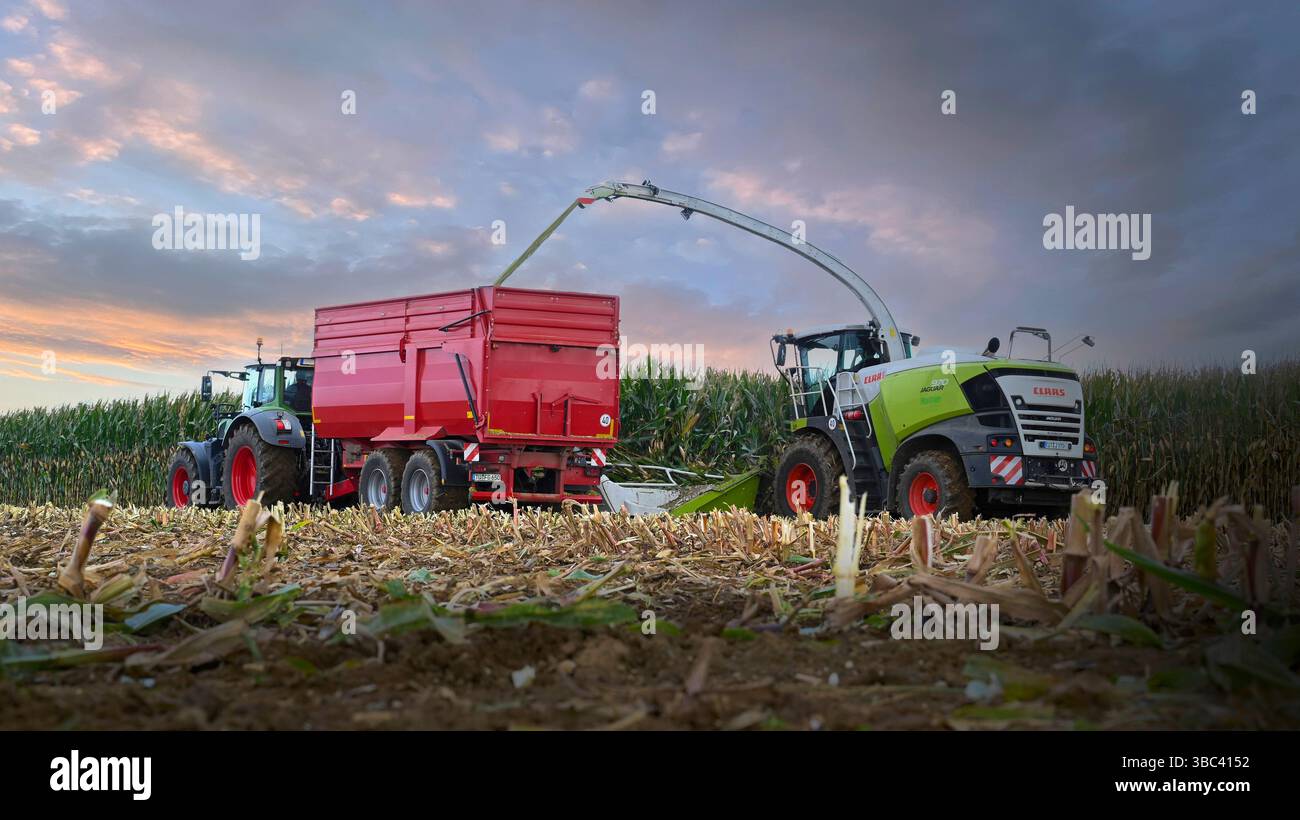 Tractor with chopper and tongs harvesting the maize crop in the maize ...