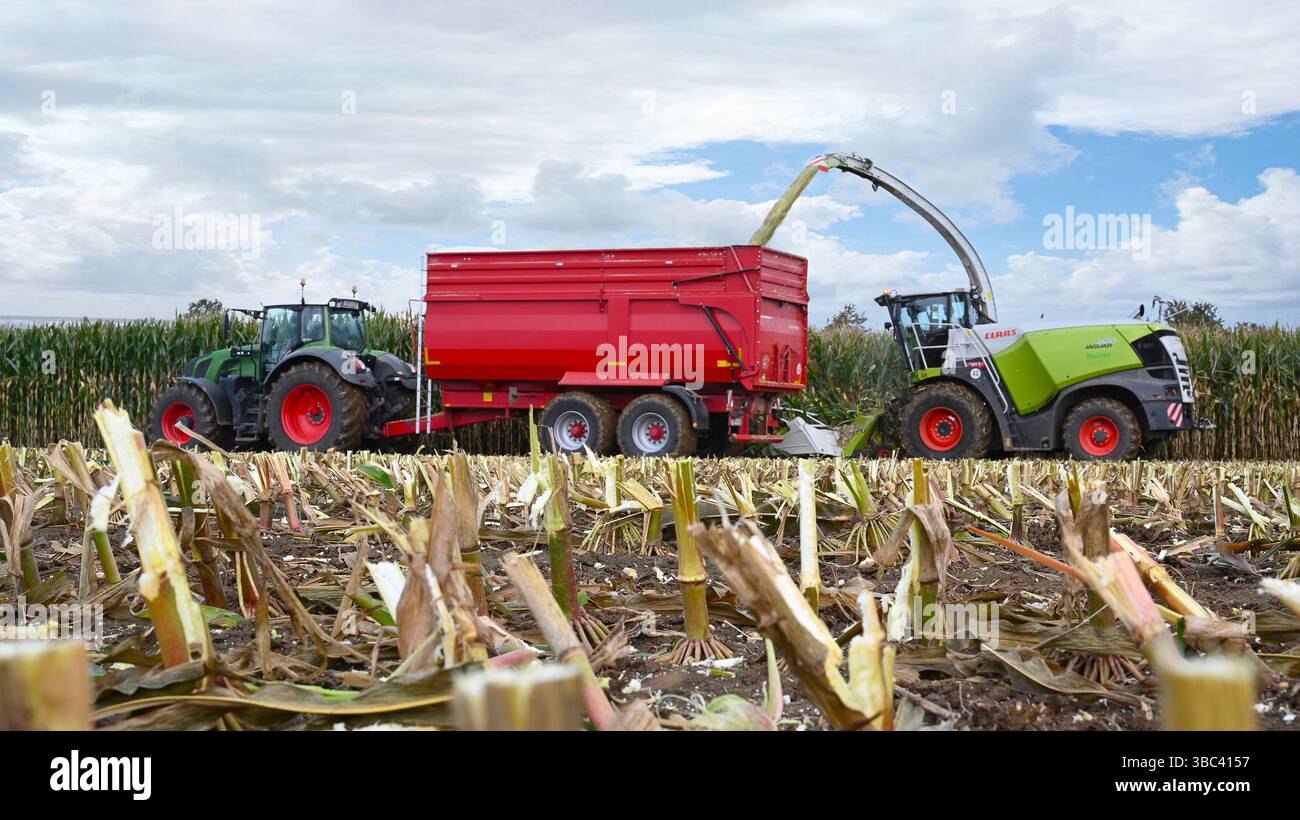 Tractor with chopper and tongs harvesting the maize crop in the maize ...