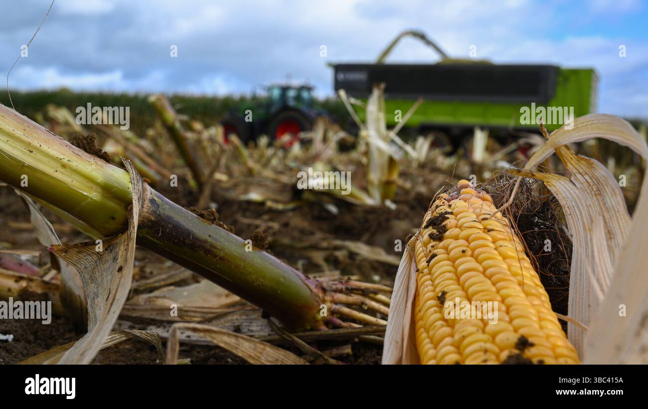 Forage harvester harvested for ecologically sustainable ...