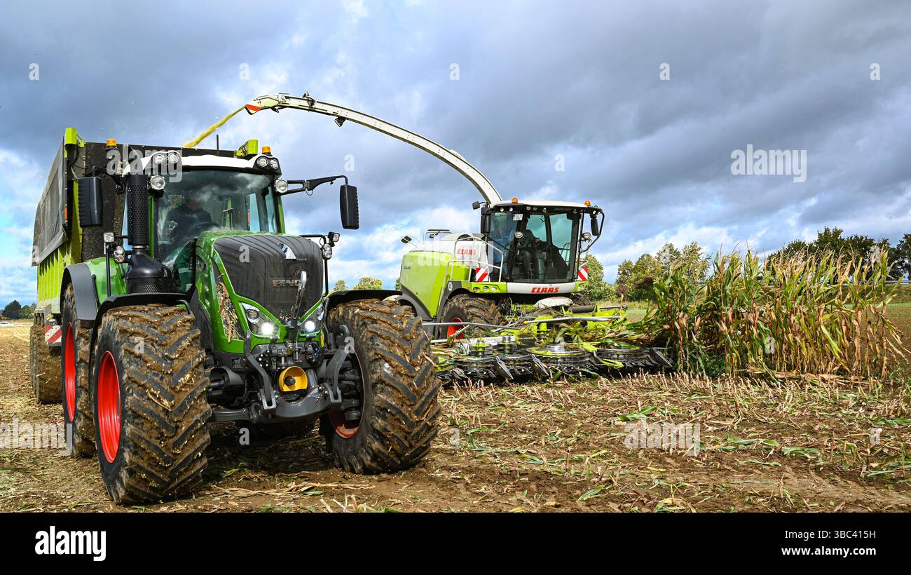 Tractor with chopper and tongs harvesting the maize crop in the maize ...