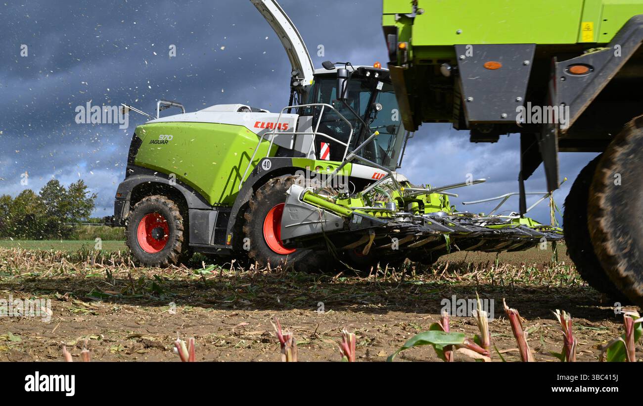 Tractor with chopper and tongs harvesting the maize crop in the maize ...